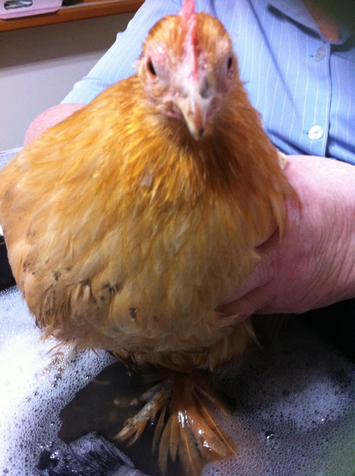 Living In The Land Of Oz: Chicken Foot Bath, Pedicure & Facial